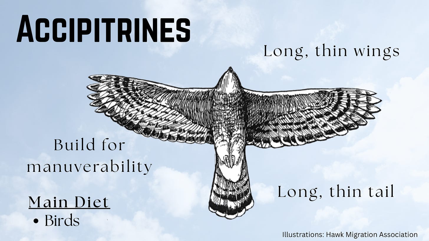 Categorizing Diurnal Birds of Prey - by Kayla Fisk