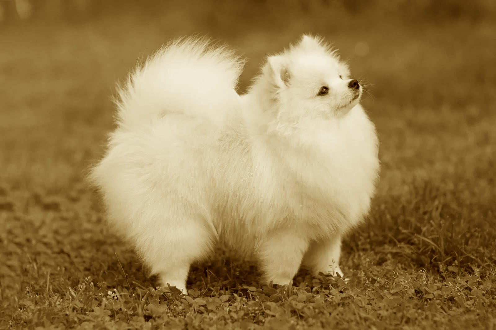 DOGS OF THE TITANIC - by Loades of History, Mike Loades