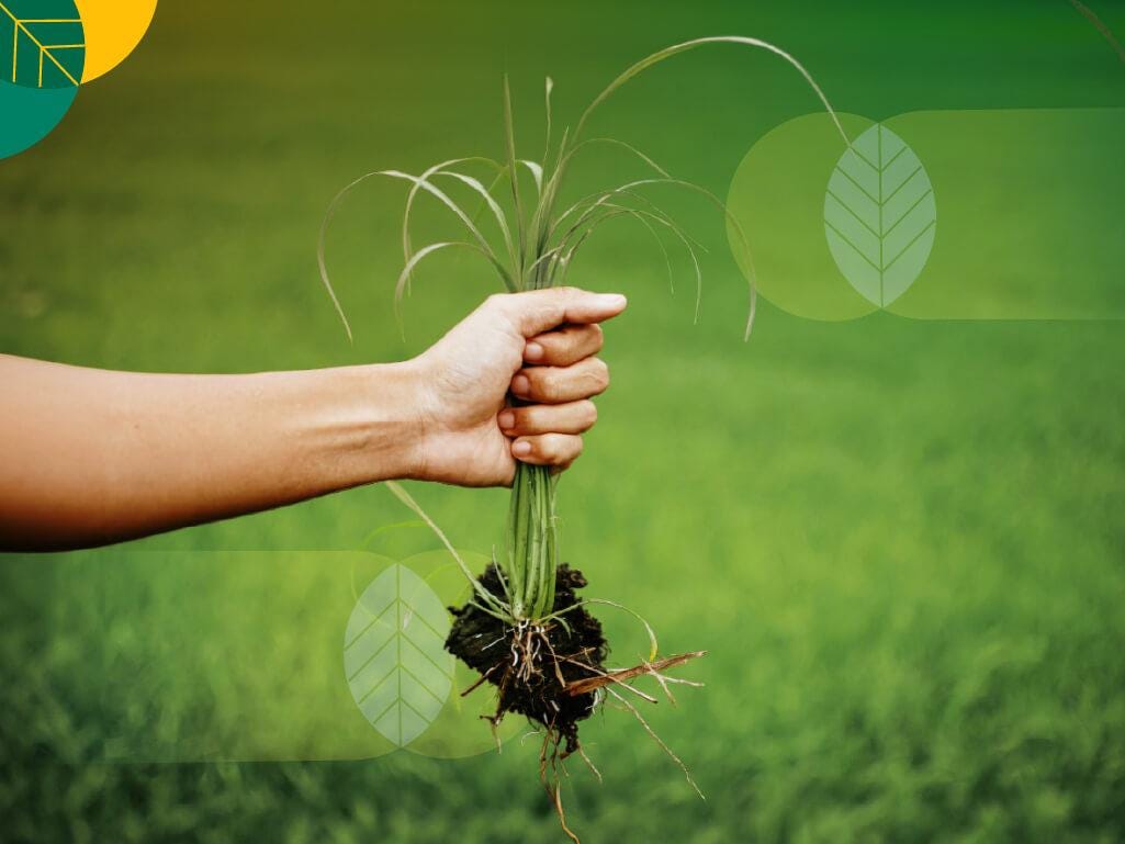10 REKOMENDASI HERBISIDA TERBAIK DENGAN PERHITUNGAN PENGGUNAAN 1 IRING ...