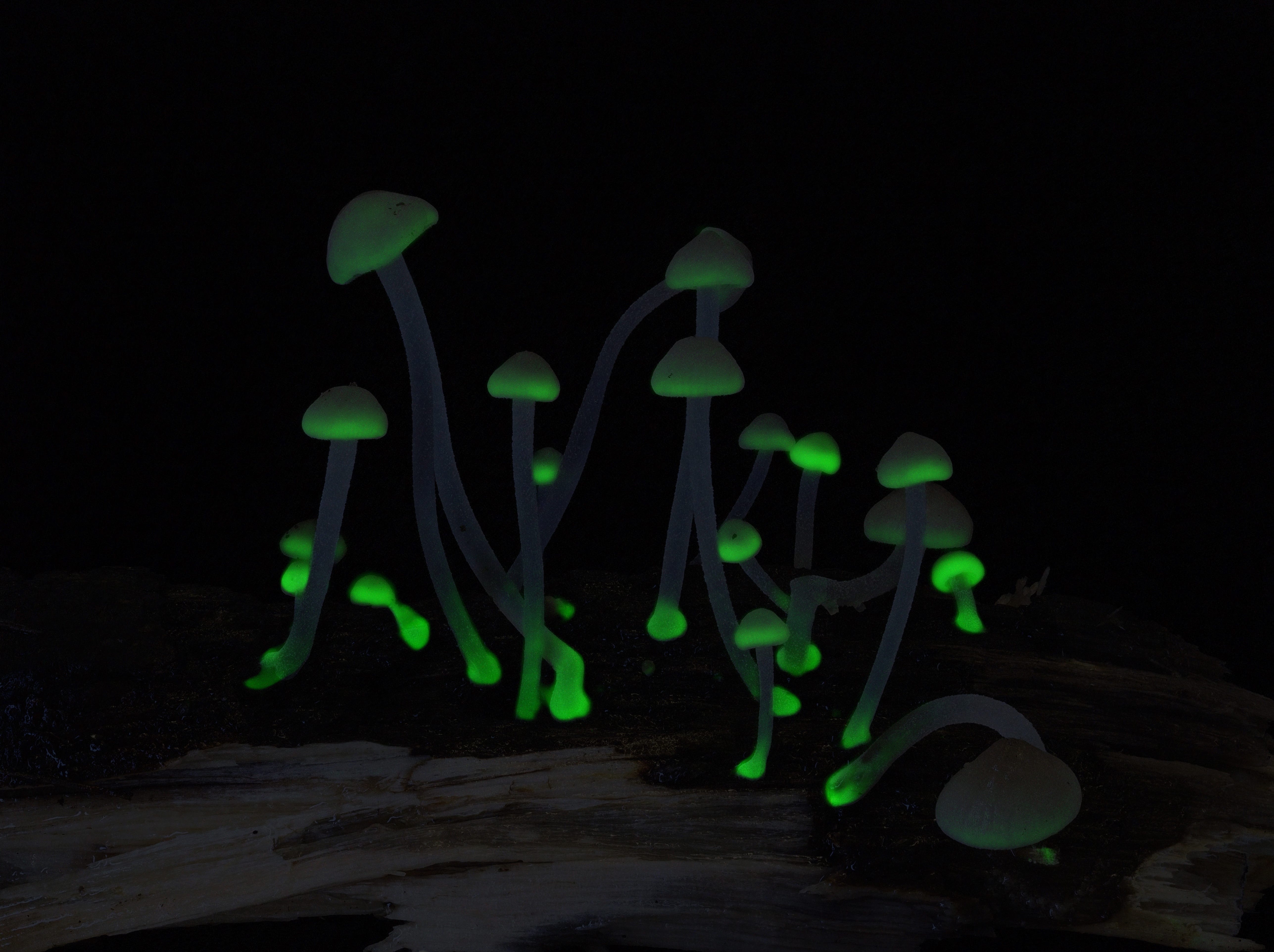 How to Capture Bioluminescent Mushroom Photos: A Comprehensive Guide