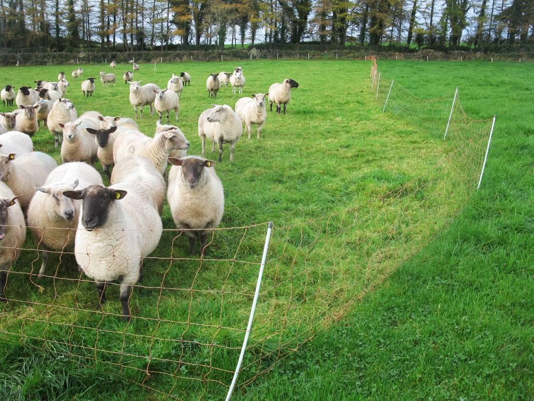 Grazing Types 101 - by Paul & Abby Avery - Flock to Forest