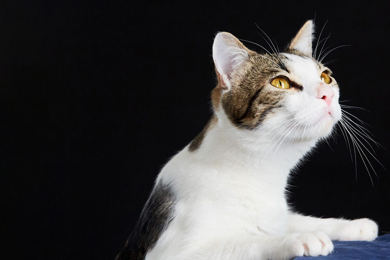 Hello. This Cat. | Substack