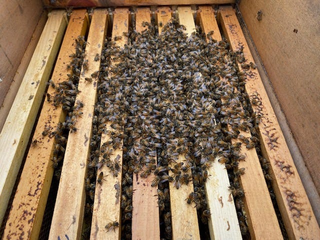 Cook for the bees: Homemade sugar bricks - Tara Lynne Today