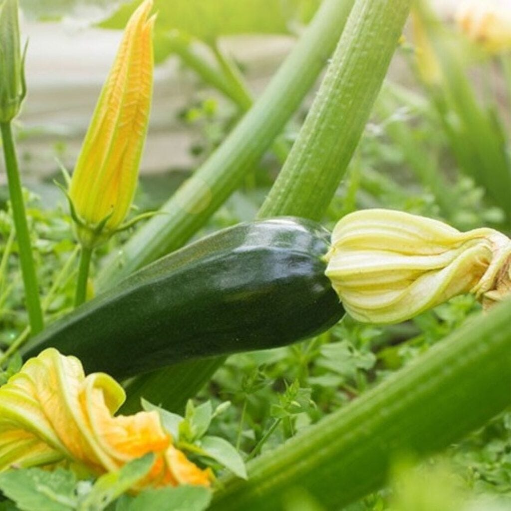Heirloom vs. Hybrid: Choosing the Right Seeds for Your Garden