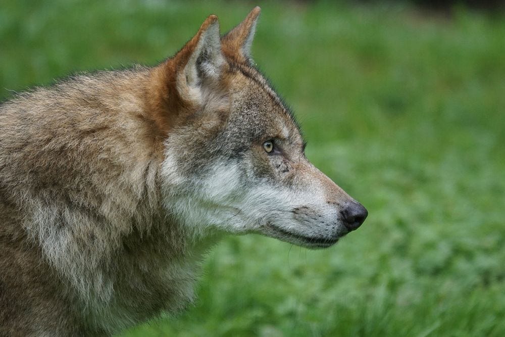 Wolf (Bozkurt): The Ancestral Symbol of Courage and Origin in Turkic ...