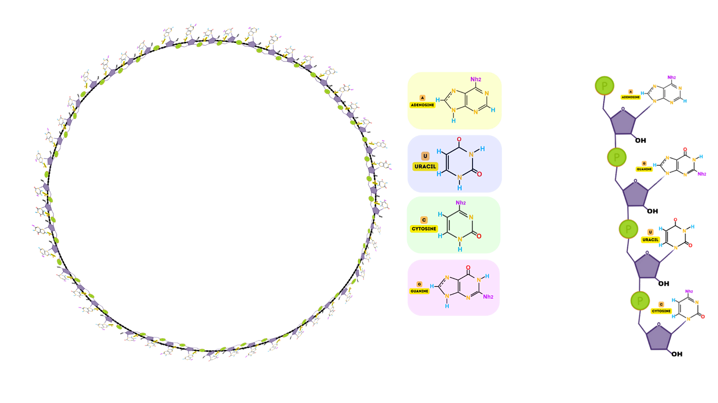 Circular RNA as a Drug Platform: Advantages Over Linear mRNA