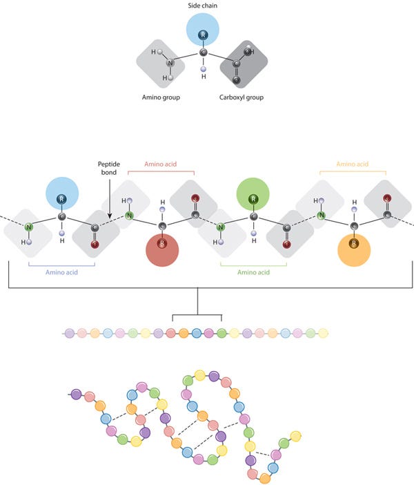AlphaFold: Protein Structure Prediction - by Alishba Imran