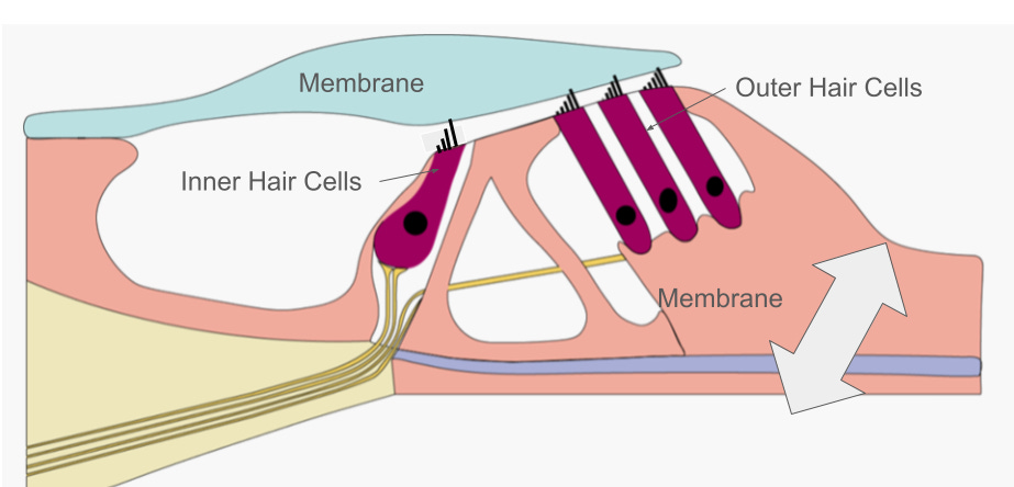 How does hearing work? - by Neil Canham - Spinning Down