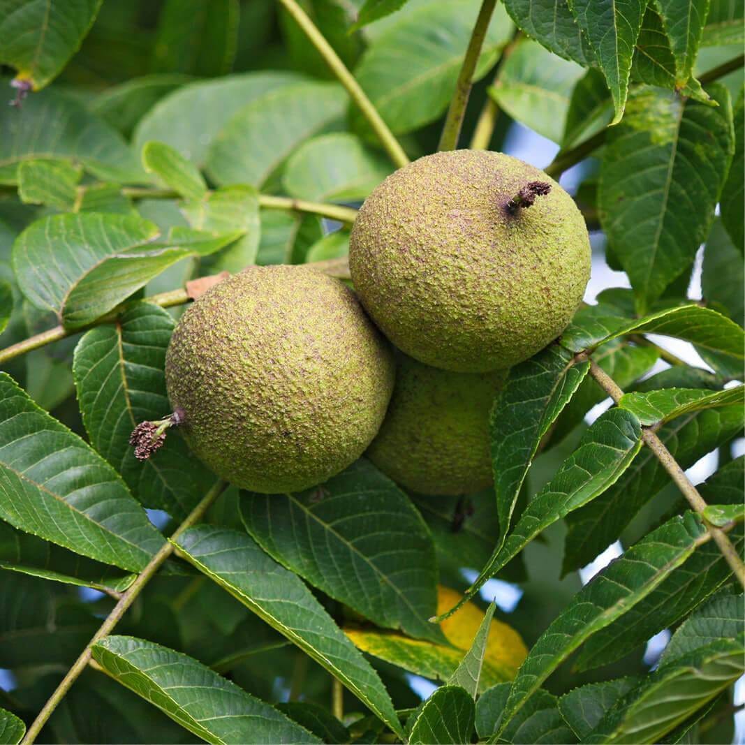 Black Walnut Salve - The Hungry Homesteader