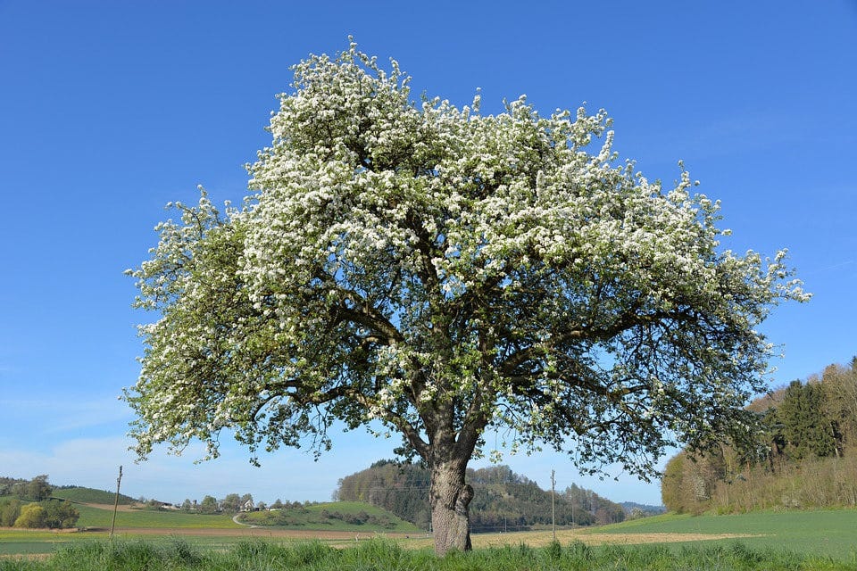 Tree lore Special- Five Sacred Trees part 1