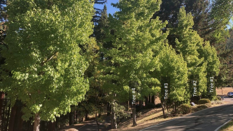 A Tree's Response to Love - Take Back Our Tech