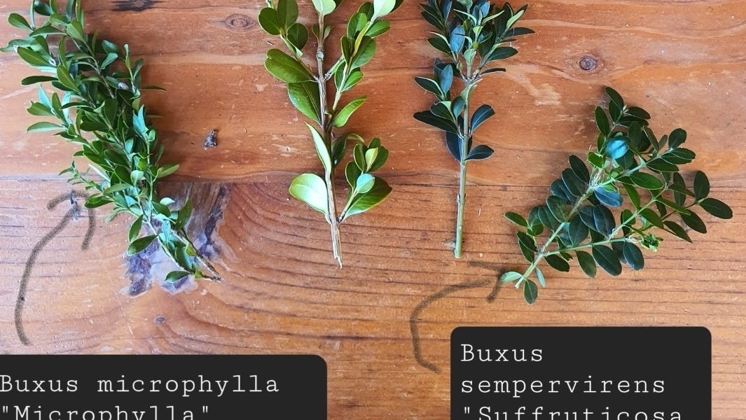 Growing Guide for Buxus Species - by Glenice Buck Designs