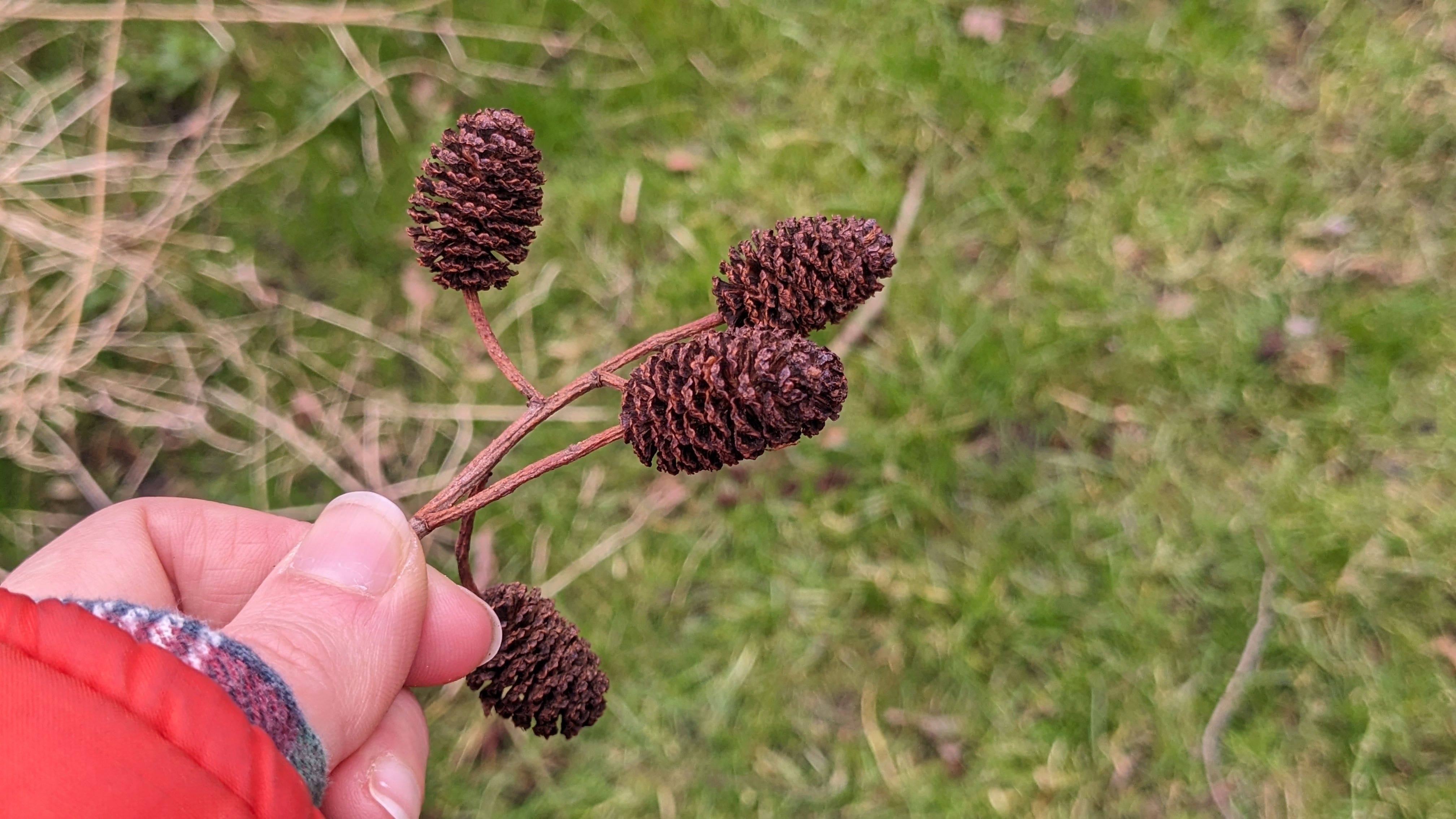 Catkins: Look a little bit closer - by Zabby