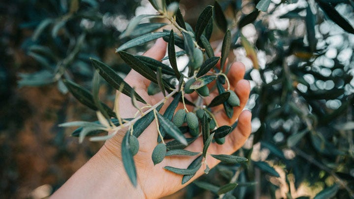 Herbal Thursday: Flu Fighters - David Avocado Wolfe