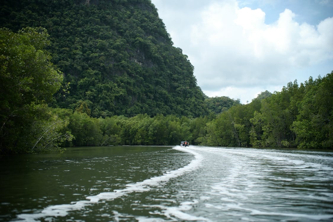 Understanding Mangrove Adaptations and Their Hidden Intelligence