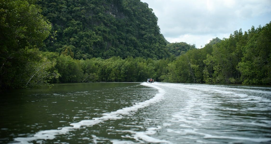 Understanding Mangrove Adaptations and Their Hidden Intelligence
