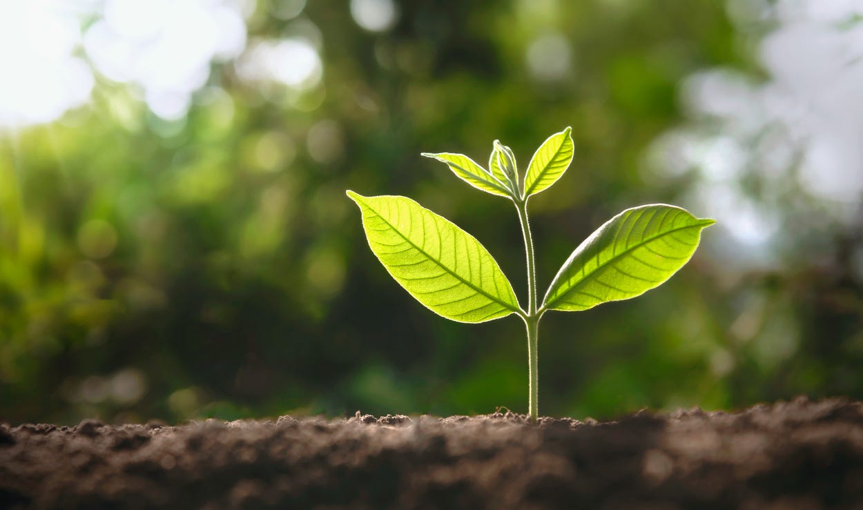 Grace & Growth | Danielle Bean | Substack