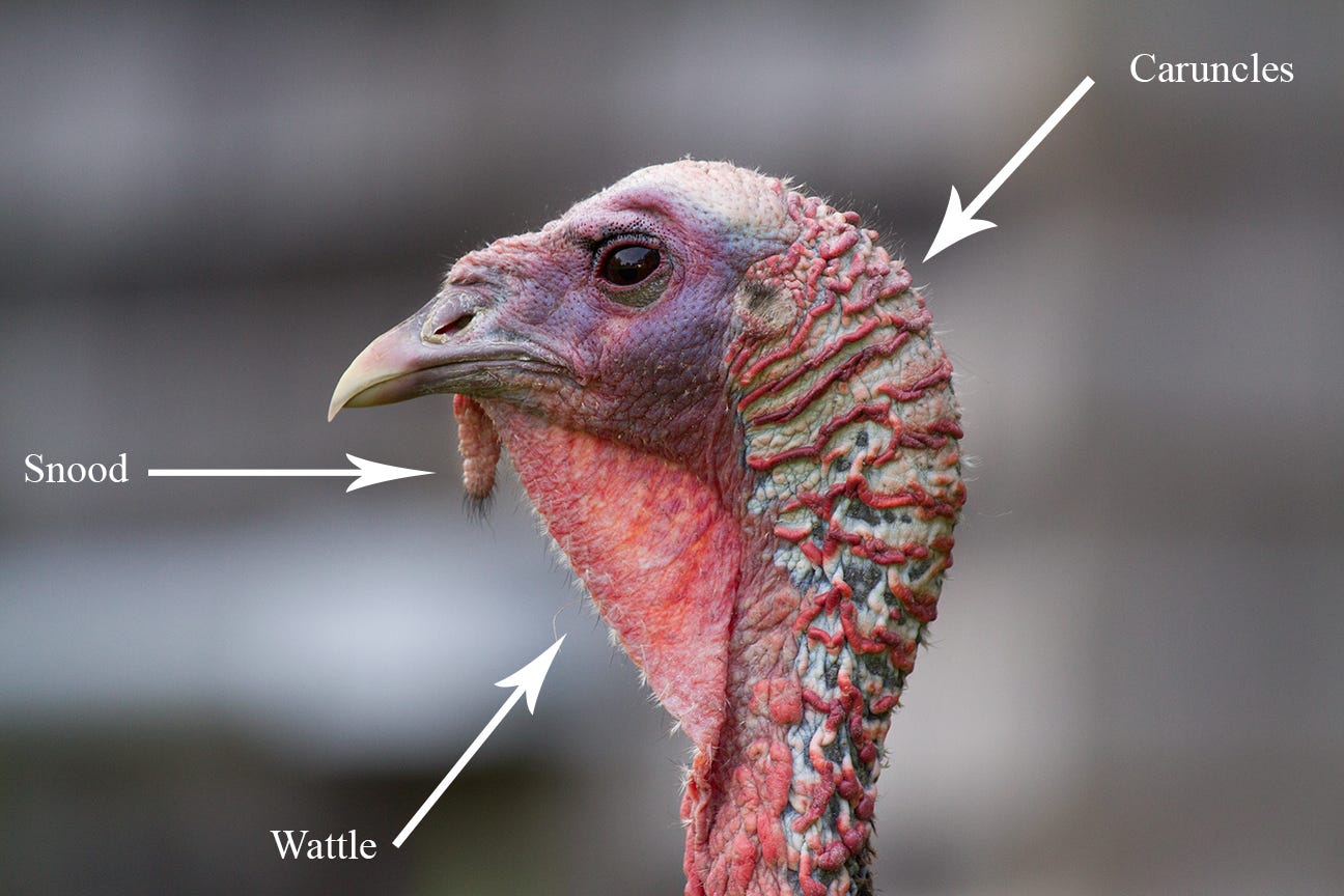 Anatomy Of A Wild Turkey