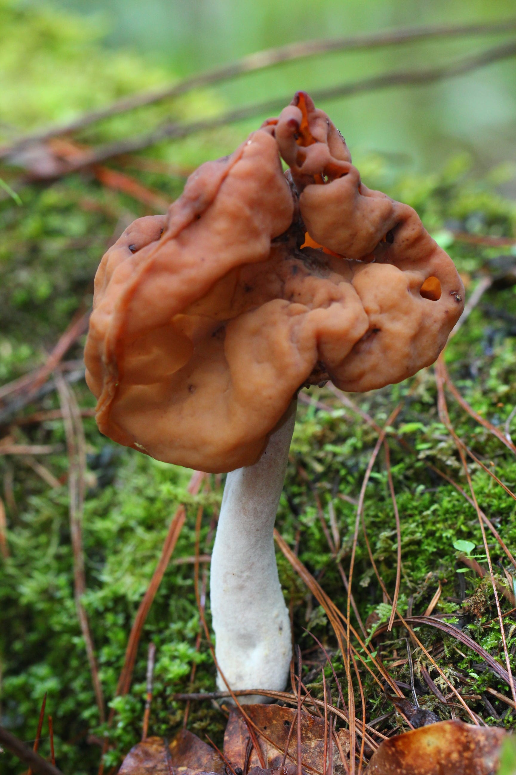 Mythical Morels: A Forager's Guide