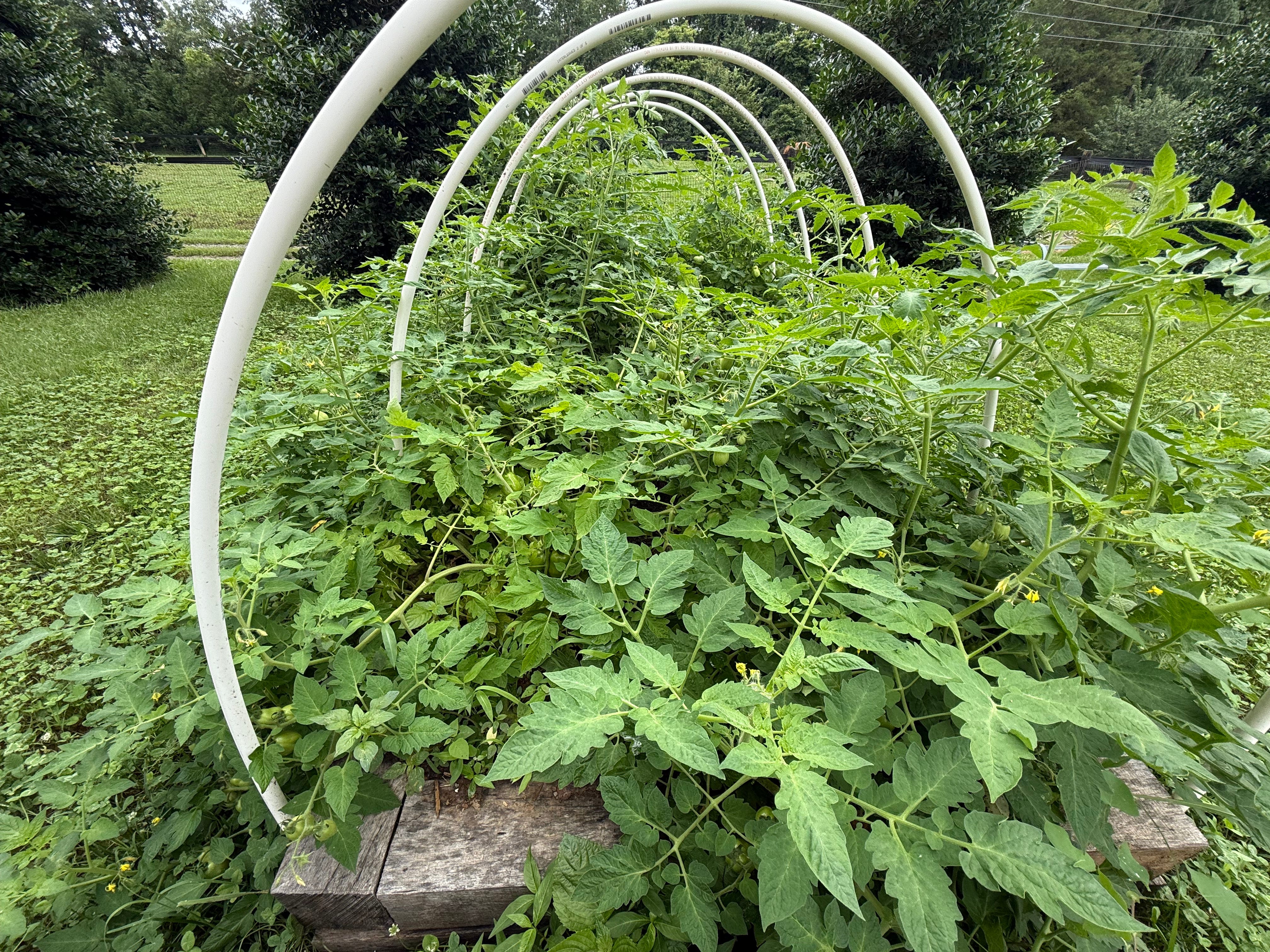 Homesteading: Terrorizing Snakes and Marauding Birds.