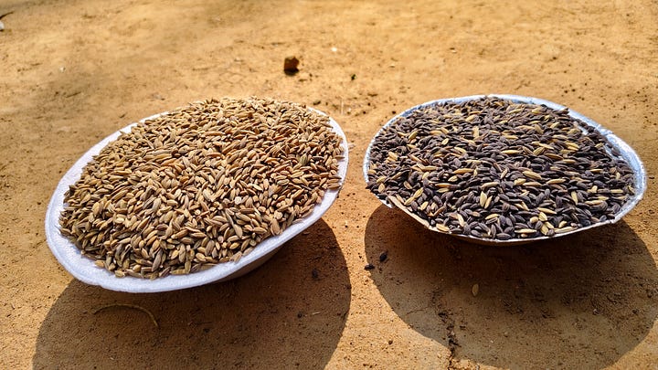Tribal Farmers Are Growing More Rice With Less Water– And Reviving ...