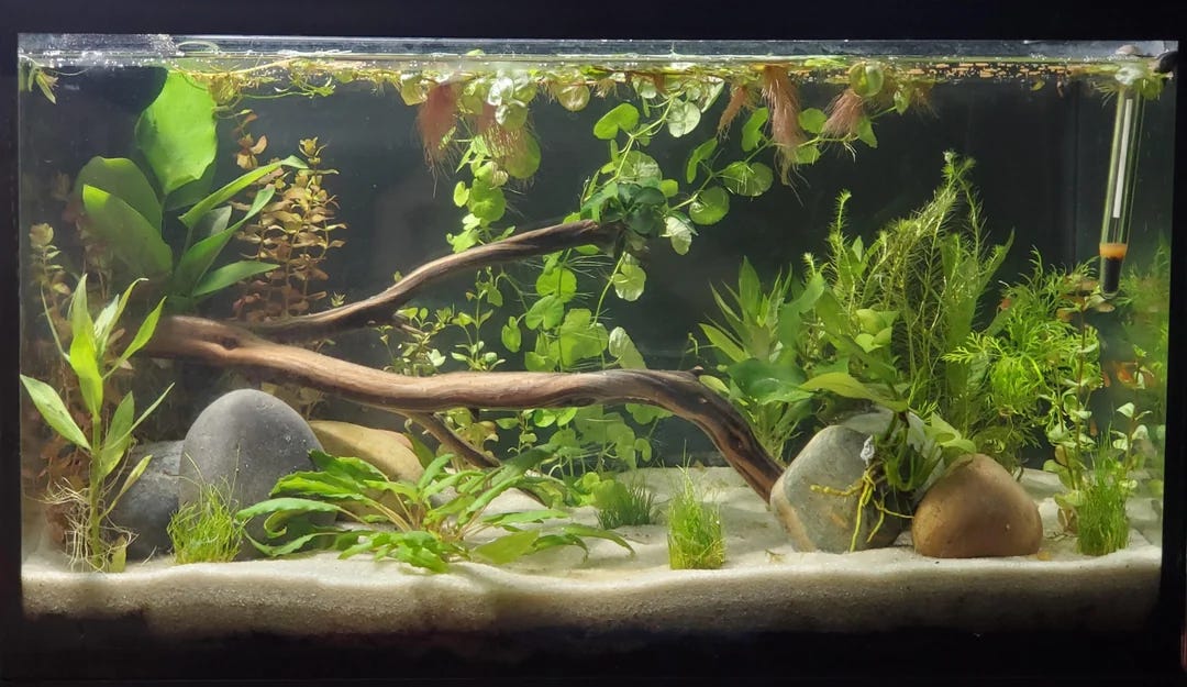 Walstad Method Aquarium Setup for Beginners