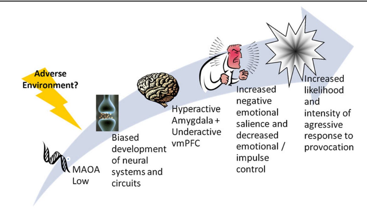 MAOA Gene and Its SNPs: Overview & Impact on the Fight-or-Flight Response