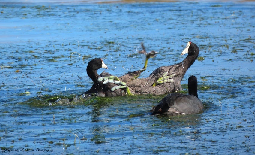 Who are you calling an "old coot?" - by Jackie Cestero