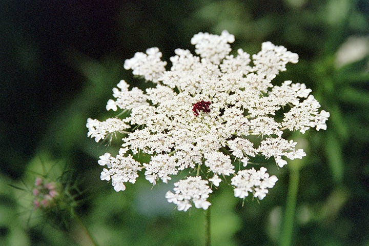 Poisonous Look-Alikes: The Importance of Knowing Your Plants