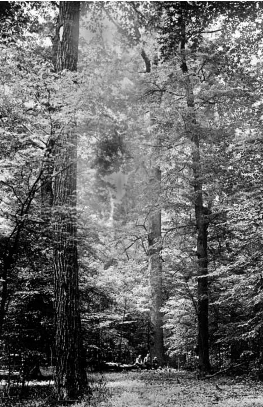 Indiana Native Tree of the Week Special Feature: Historic Indiana Tree ...