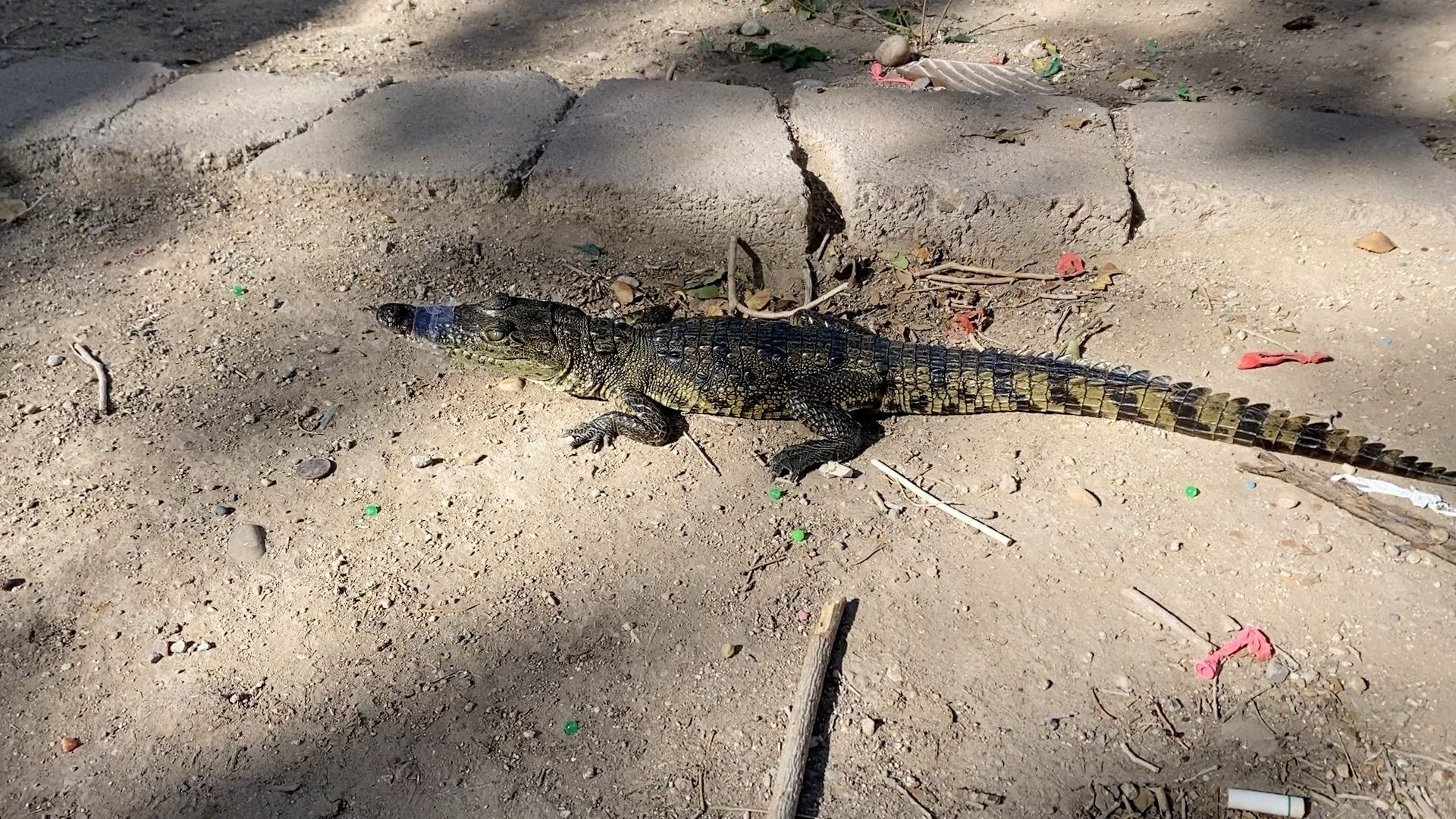 The Wild Crime Report for 22 December 2025