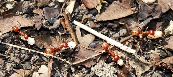 Ant Spotlight: Polyergus lucidus - by Jack Becker