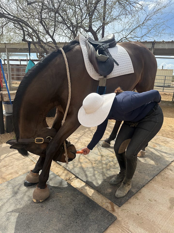 English vs. Western Riding: What’s the Difference?