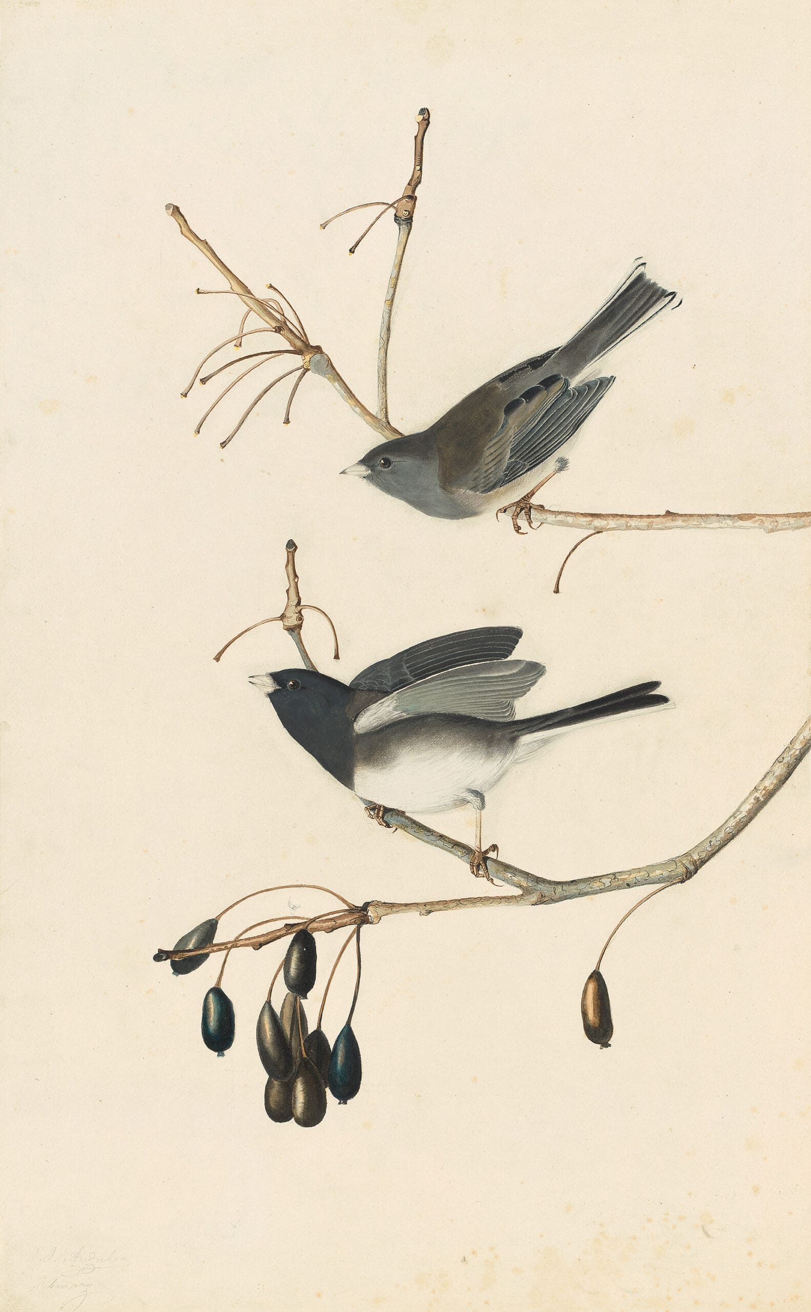 Juncos and Braceros - by Benjamin Bramble
