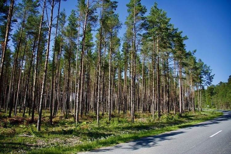 Additionality in carbon projects: what, why, and how