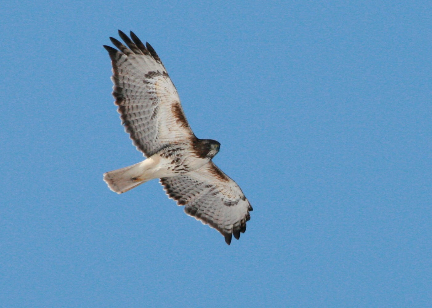 Red-tailed Hawks Explained - by Jordan Rowley