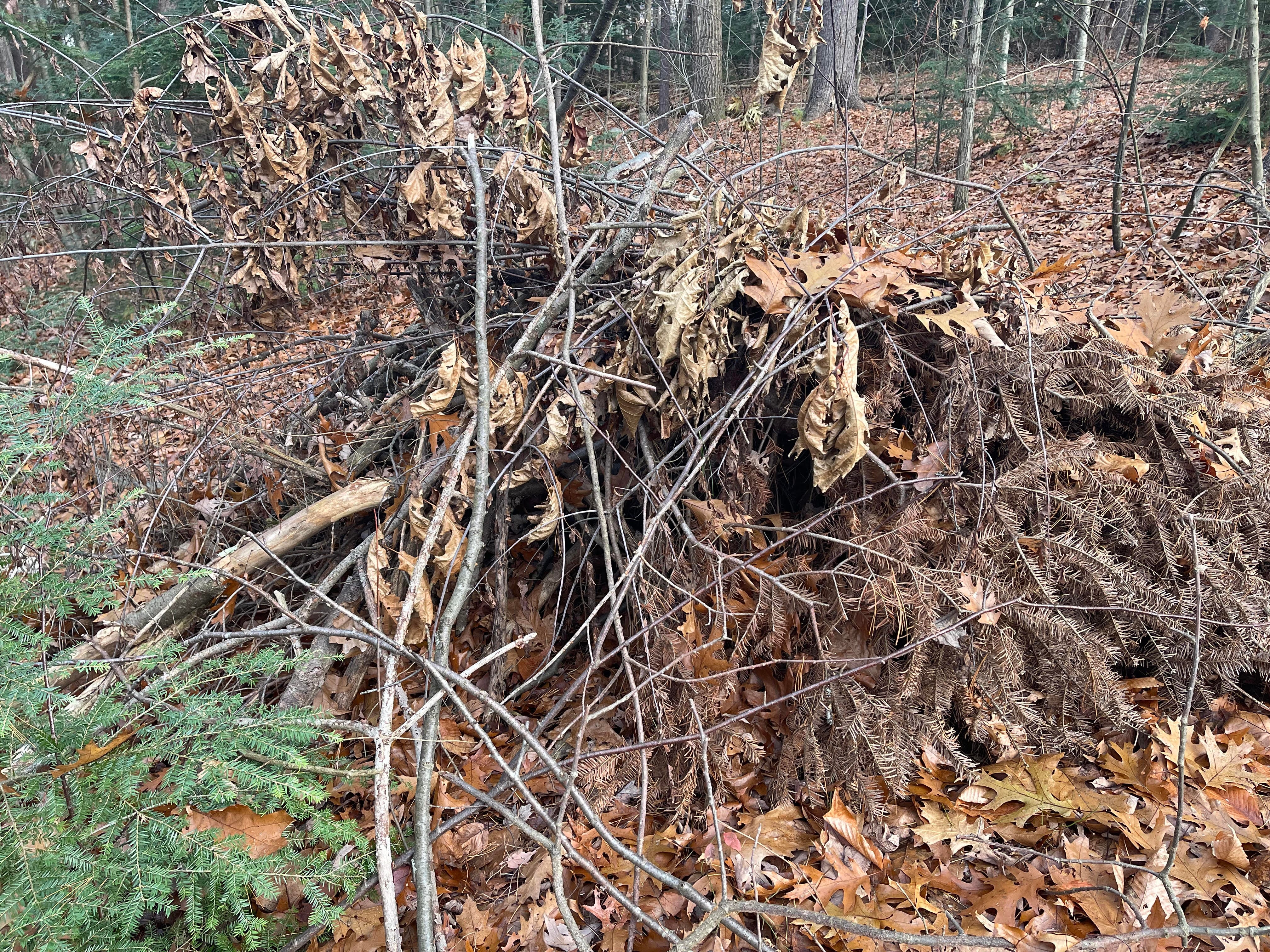 Birding Tip: Building a Brush Pile for Birds