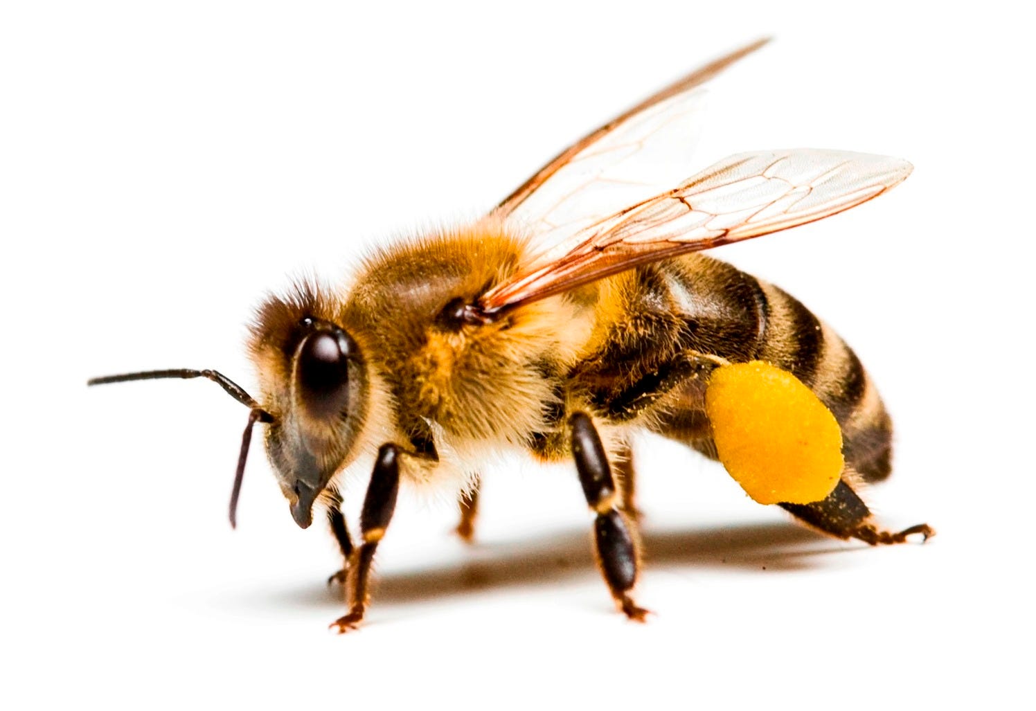 Bee Pollen - Is It Good For Your? - by Robert Pavlis
