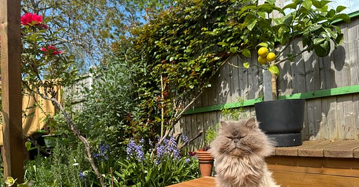 Penfriendship | Evanna Lynch | Substack