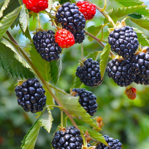 25 Native Fruit of Virginia - Feeding Appalachia