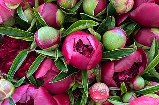 Echoes + Evidence | Ali Edwards | Substack