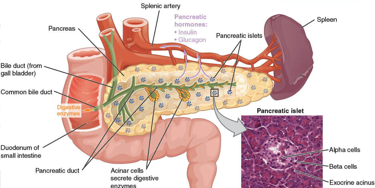 Understanding the pancreas - the quiet powerhouse.