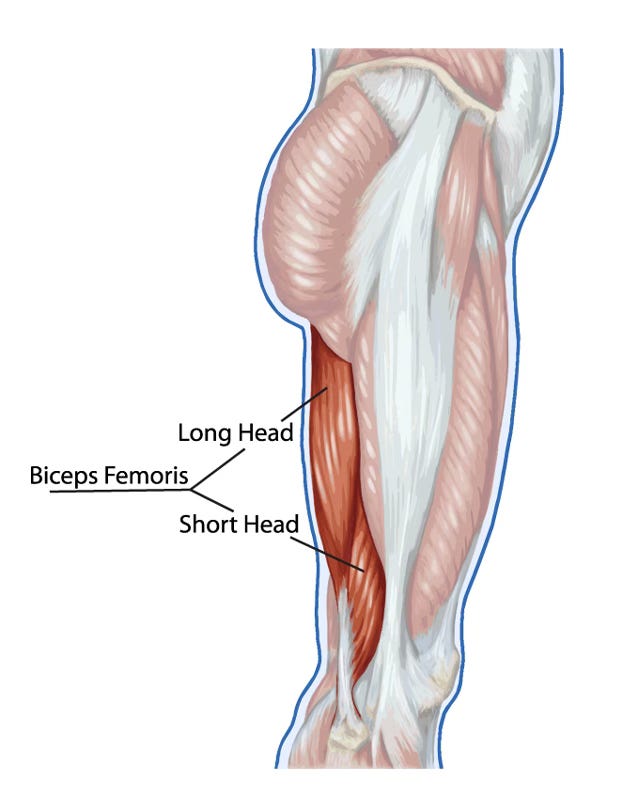 largest hamstring muscle