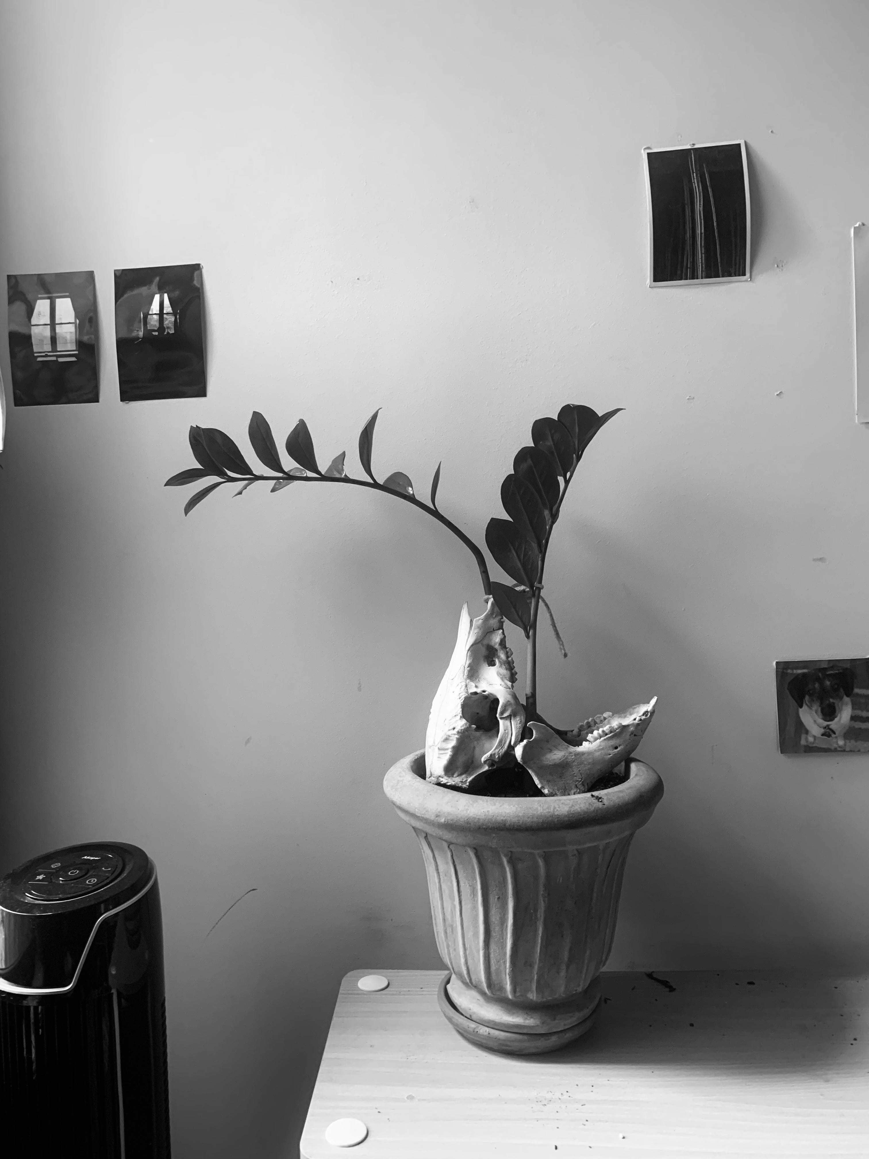 pig letter | Substack