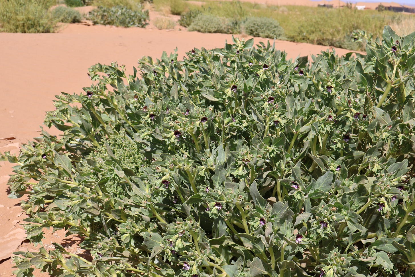 Desert Plants of Morocco: Fascinating Flora of the Sahara