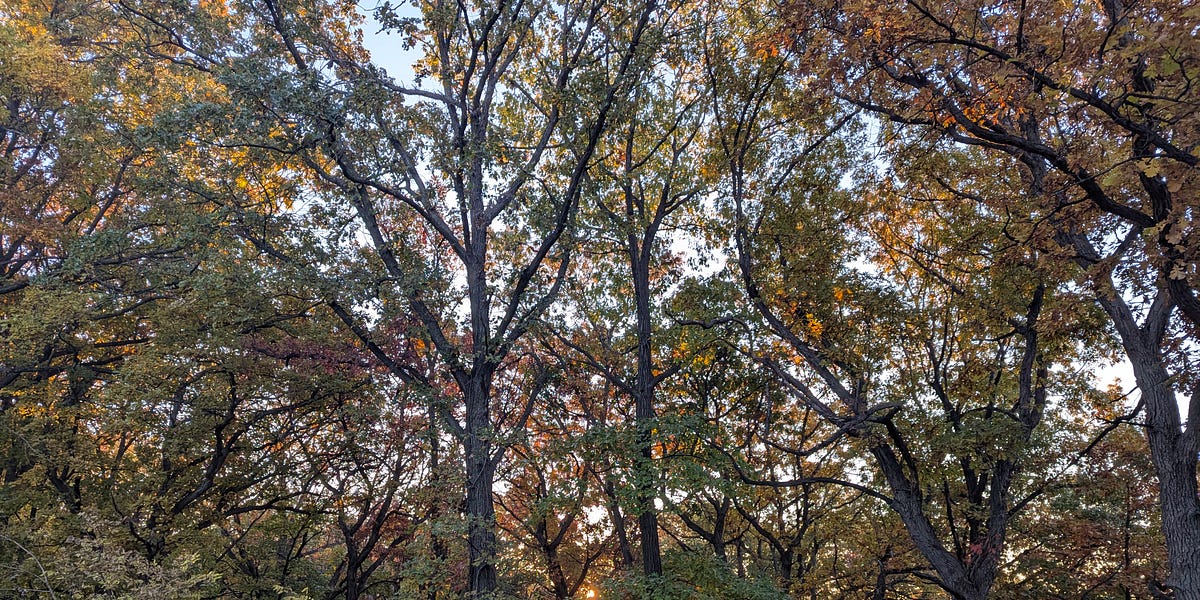 Remembering the Fallen Forests