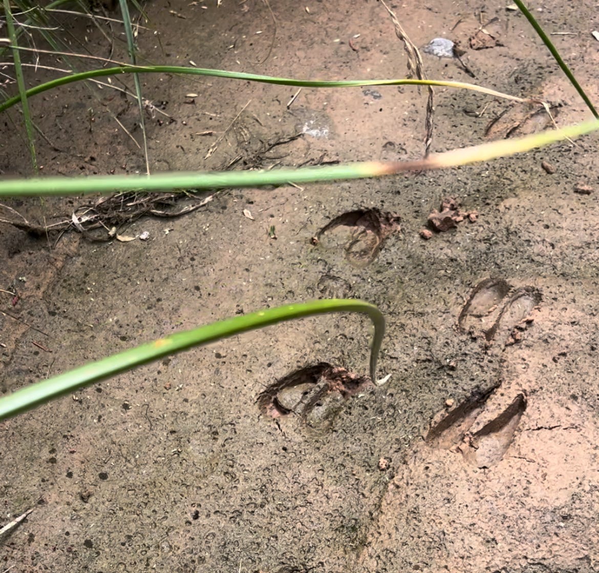 Anachoresis: A Monastic Summer in the Desert