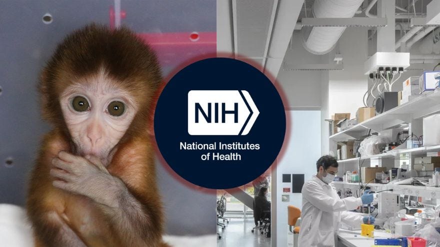 More "Winning": EXCLUSIVE: NIH Renews Grants for Harvard Monkey Lab ...