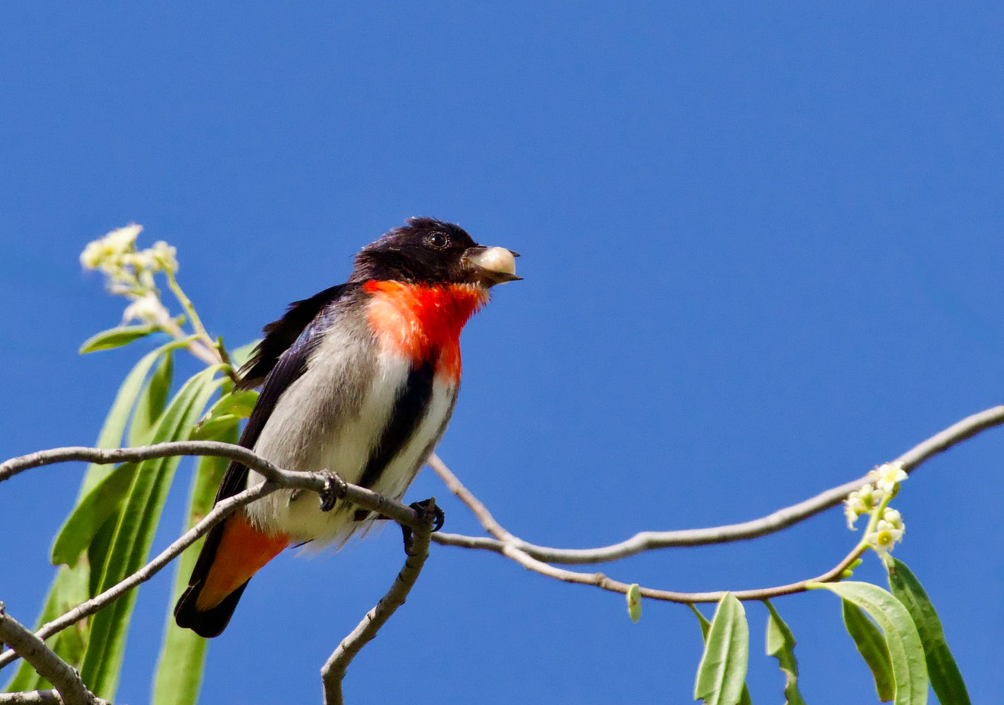Our top 10, nay 12, bird photos of 2025