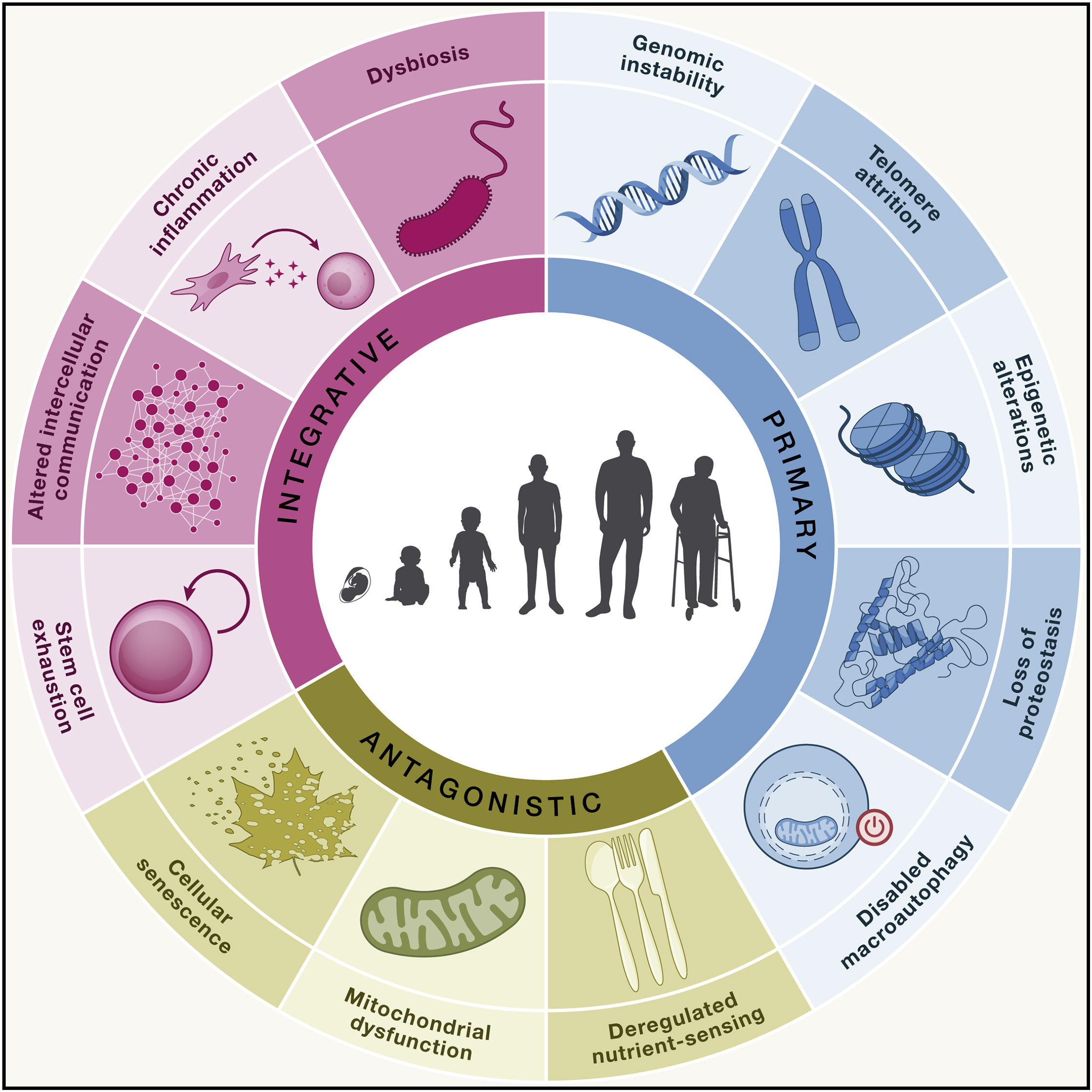 The Energy Resistance Principle in Aging and Regenerative Health